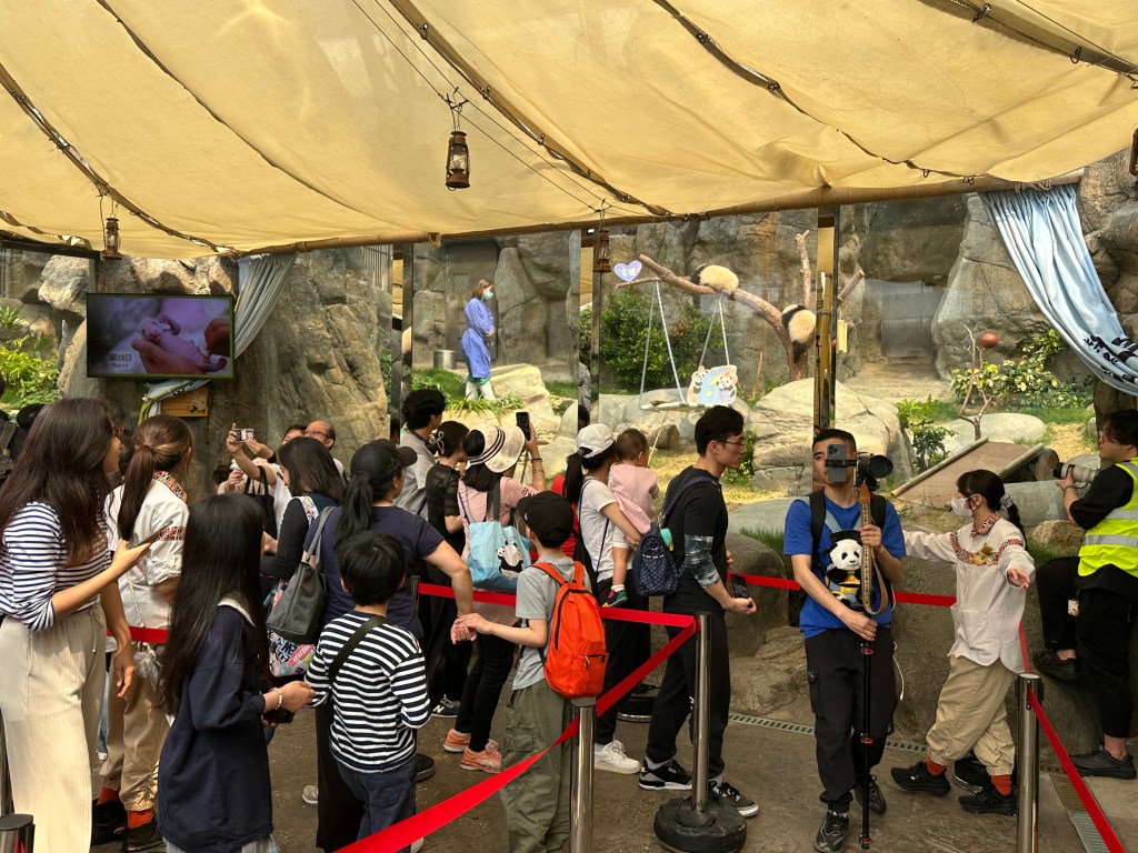 From “Panda Enthusiasm” to “Panda Economy,” Panda Twins debut at Ocean ...